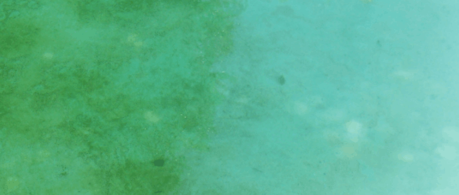 Mustard Algae in Pool Water: What Pool Operators Should Know